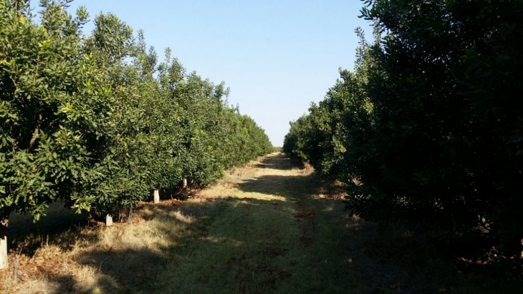Home - Tugela Farming
